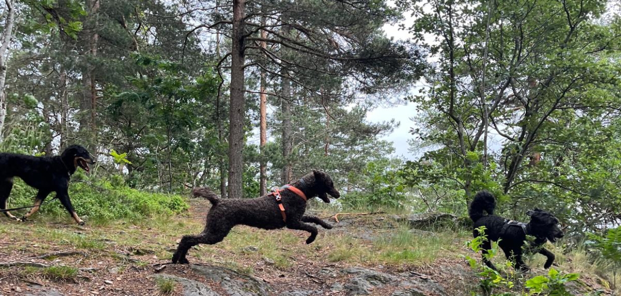 Dealing with Disappointment - Who Let The Dogs Out? Oslo Hundelufting